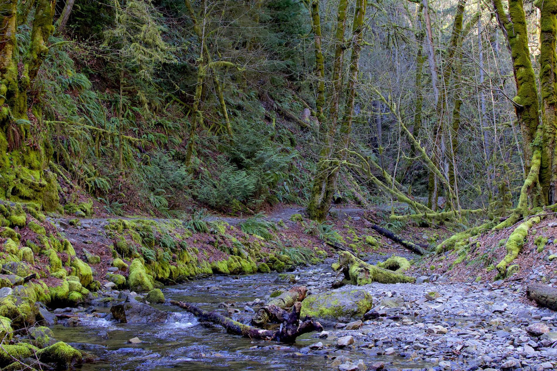 Goldstream Provincial Park Springs To Life 2019