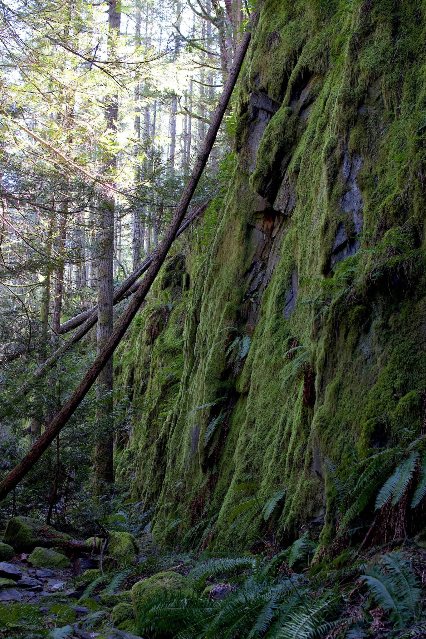 Goldstream Provincial Park Springs To Life 2019