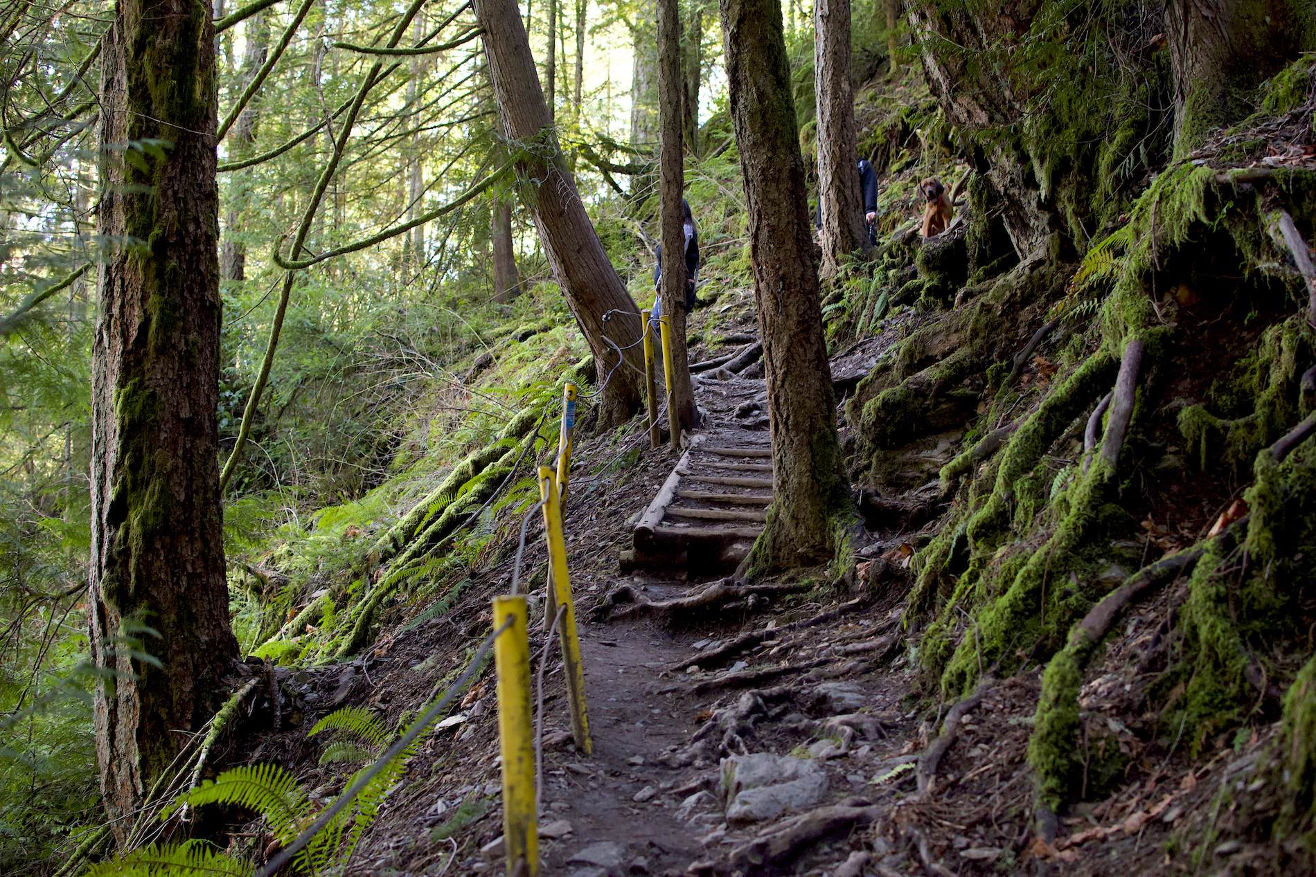 Goldstream Provincial Park Springs To Life 2019